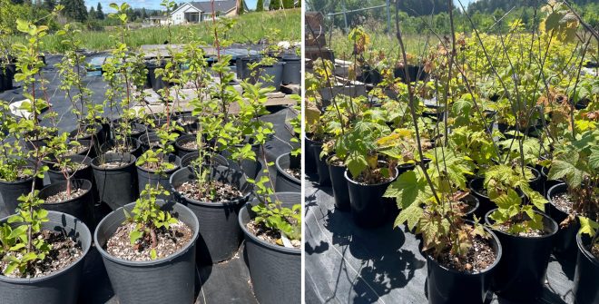 Pacific Horticulture | Growing a New Generation of Farmers, One Plot at ...