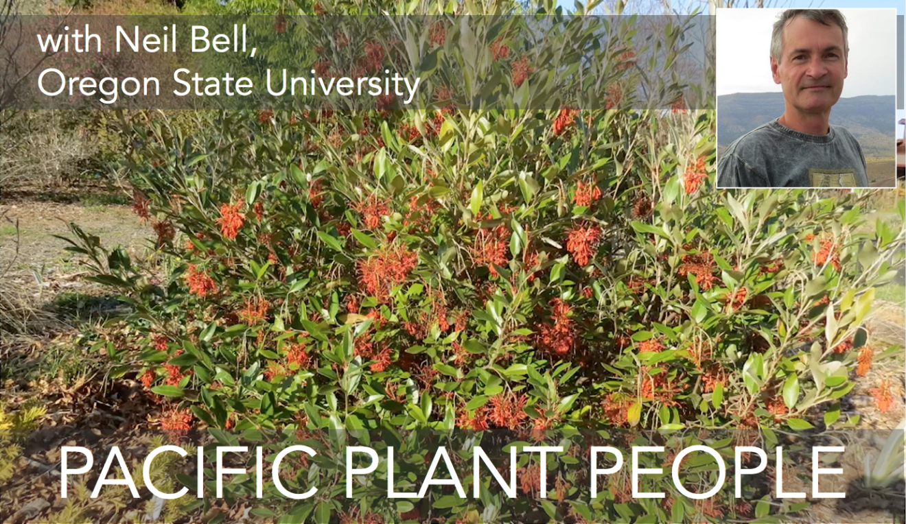 Pacific Horticulture | Fabulously Fragrant Shrubs for PNW Gardens