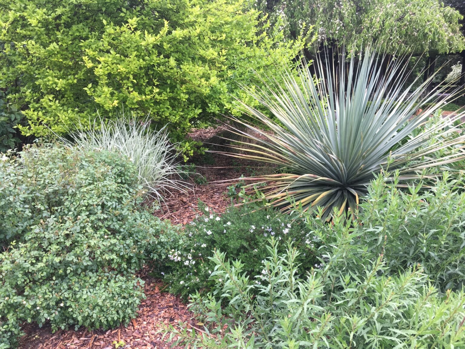 Emily Griswold - Pacific Horticulture