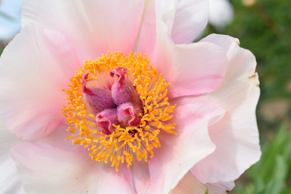 Pacific Horticulture | Peonies Delight Us Anew