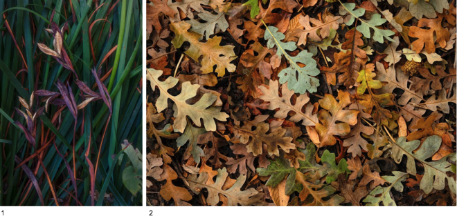 Pacific Horticulture | The Native Plant Garden in Fall