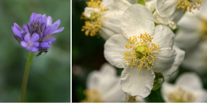 Pacific Horticulture | The Native Plant Garden in Late Spring