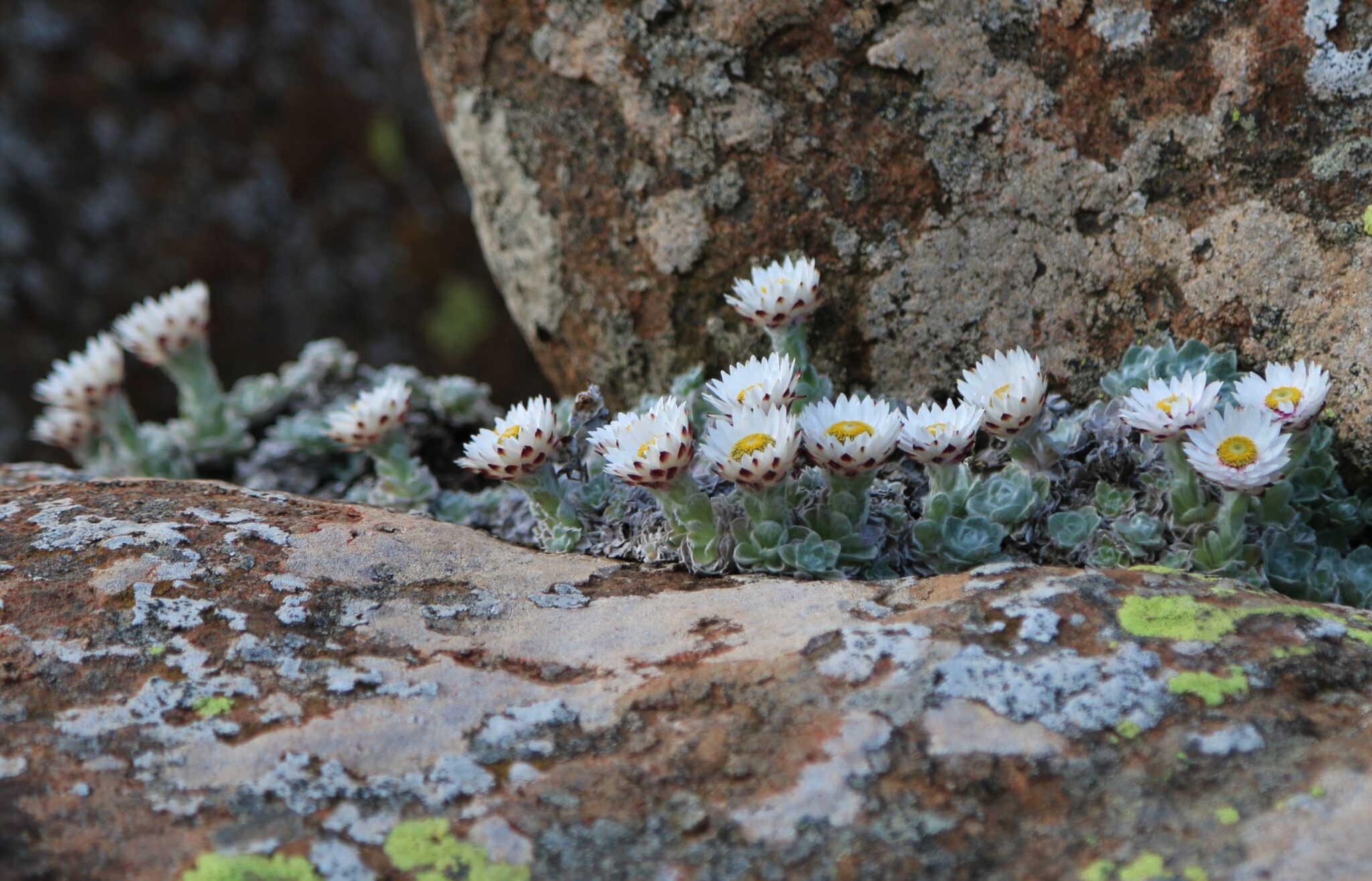 Pacific Horticulture | West Coast Rock Gardening