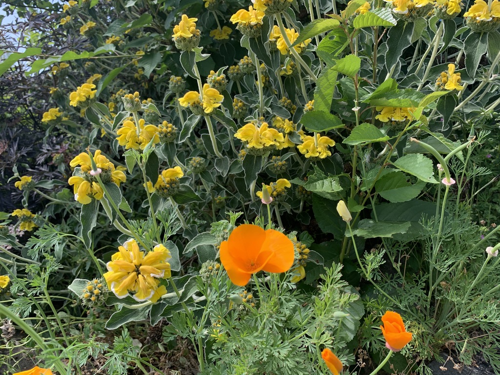 Pacific Horticulture | Climate-Ready Detectives Select Plants for the ...