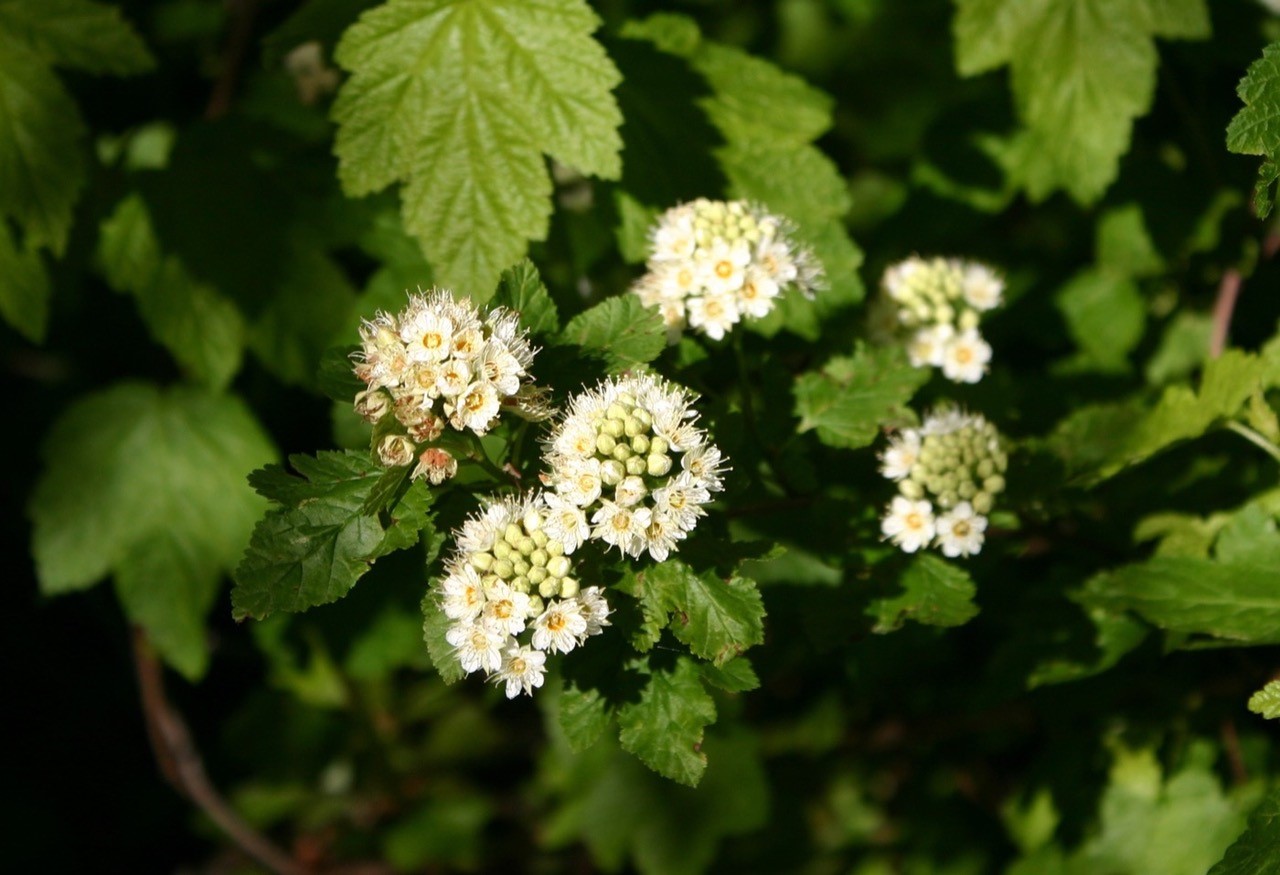 Pacific Horticulture | Voices of the West; New Science on Life in the ...