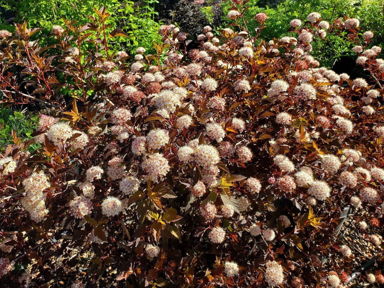 Pacific Horticulture | Voices of the West; New Science on Life in the ...