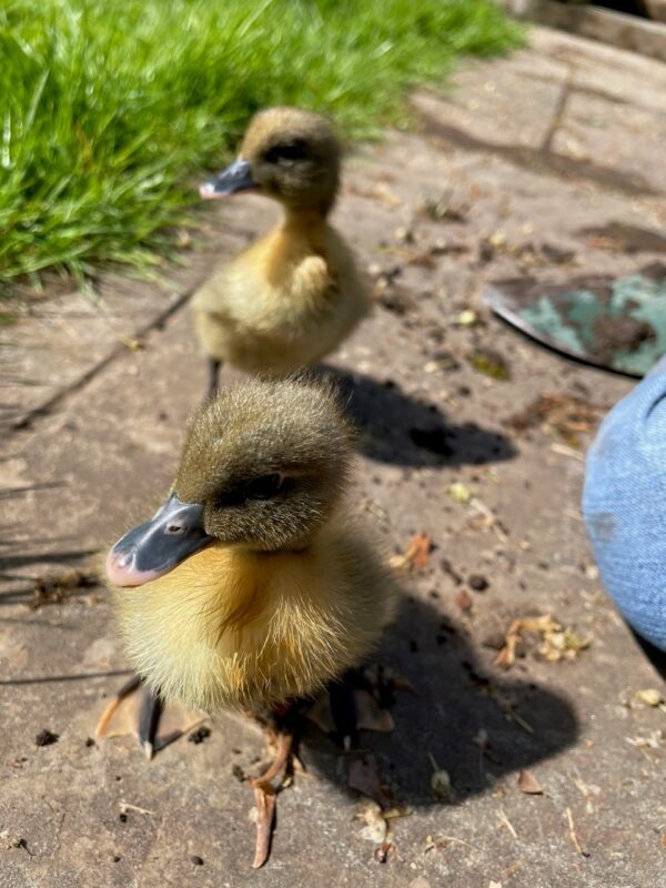 Pacific Horticulture | Untamed Childhood Landscapes at Home