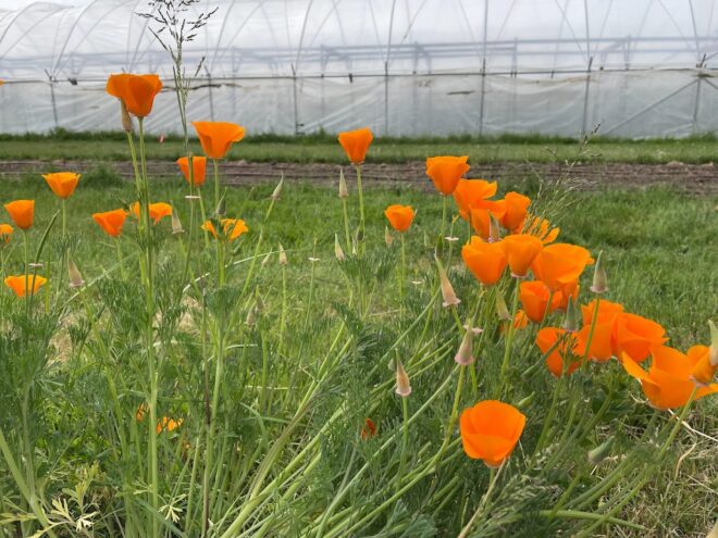 Pacific Horticulture | Lab Report: Meet the Garden Ecology Lab
