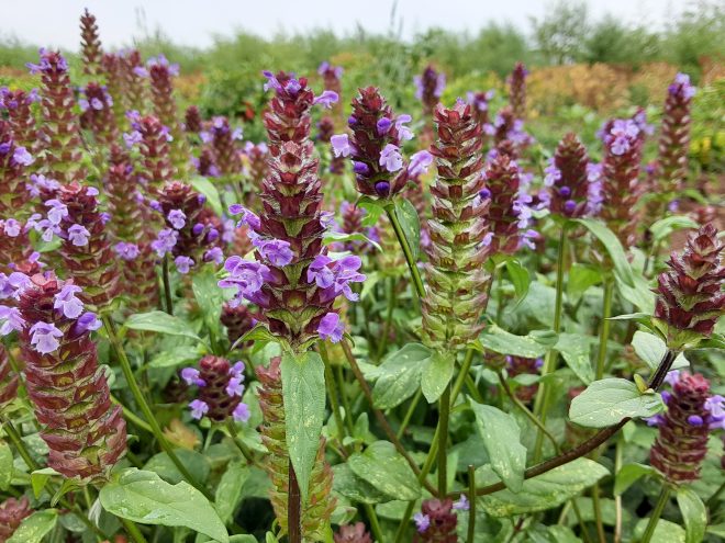 Pacific Horticulture | Growing a New Generation of Farmers, One Plot at ...