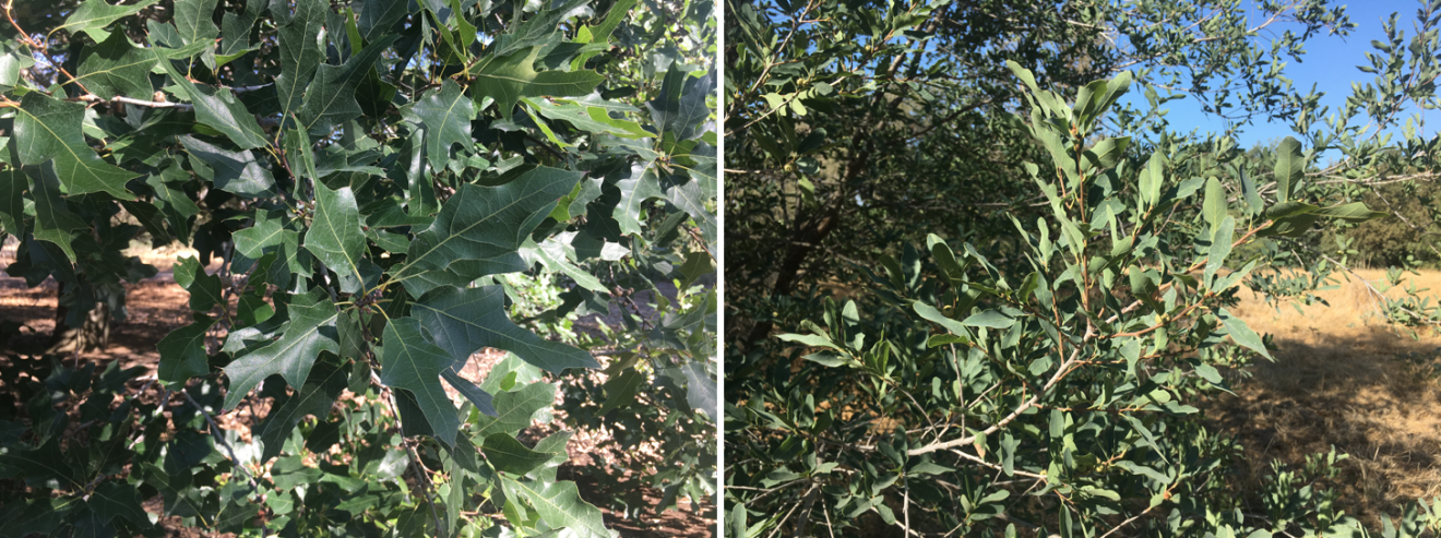 Pacific Horticulture | Pacific Plant People: Oak Corridors Plant ...