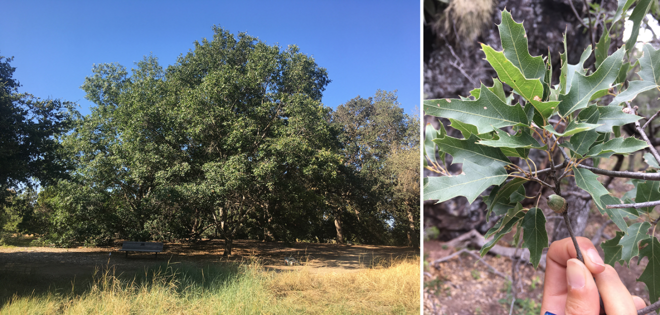 Pacific Horticulture | Pacific Plant People: Oak Corridors Plant ...