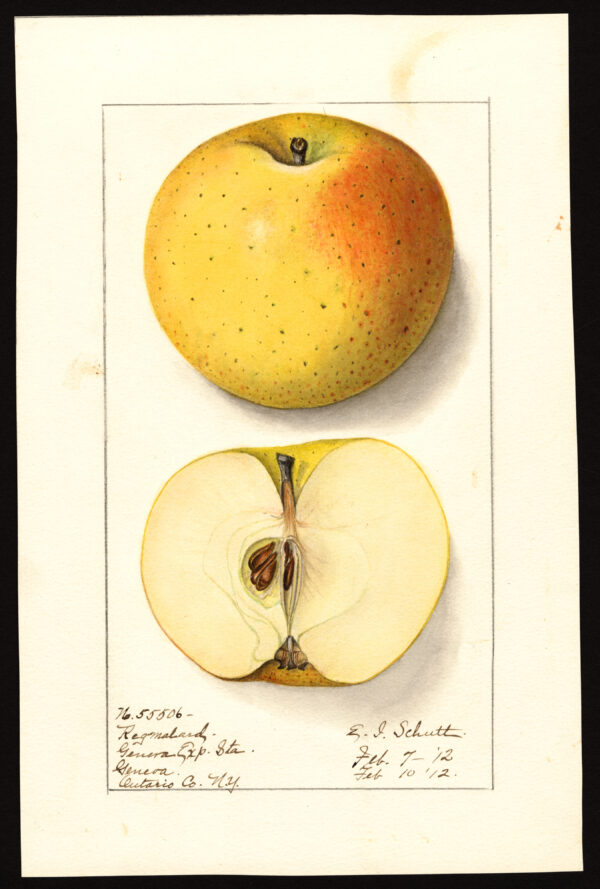 Pacific Horticulture | Solving the Mystery of the Lost Apples with ...