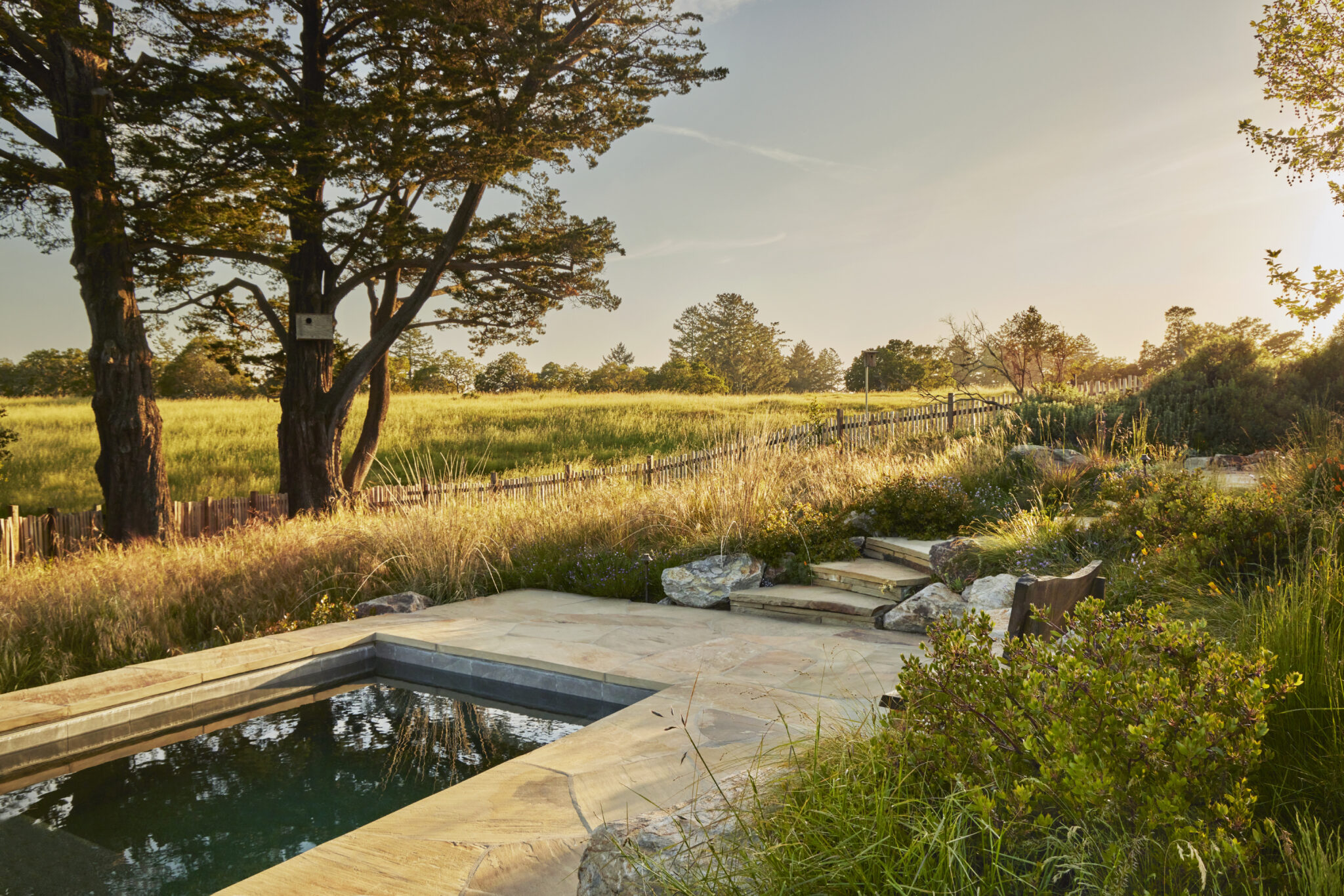 Pacific Horticulture | Witch Hazel: Queen of Winter