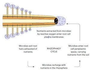 Pacific Horticulture | Teaming with Bacteria Book Excerpt: The Rhizophagy Cycle