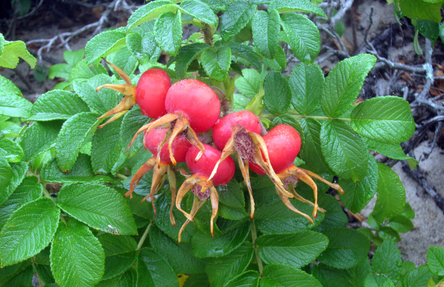 Pacific Horticulture | California Native Ferns