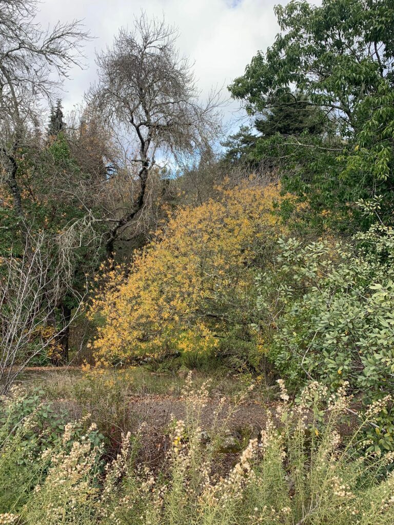 Pacific Horticulture | California Native Plants for the Garden: Bonus ...