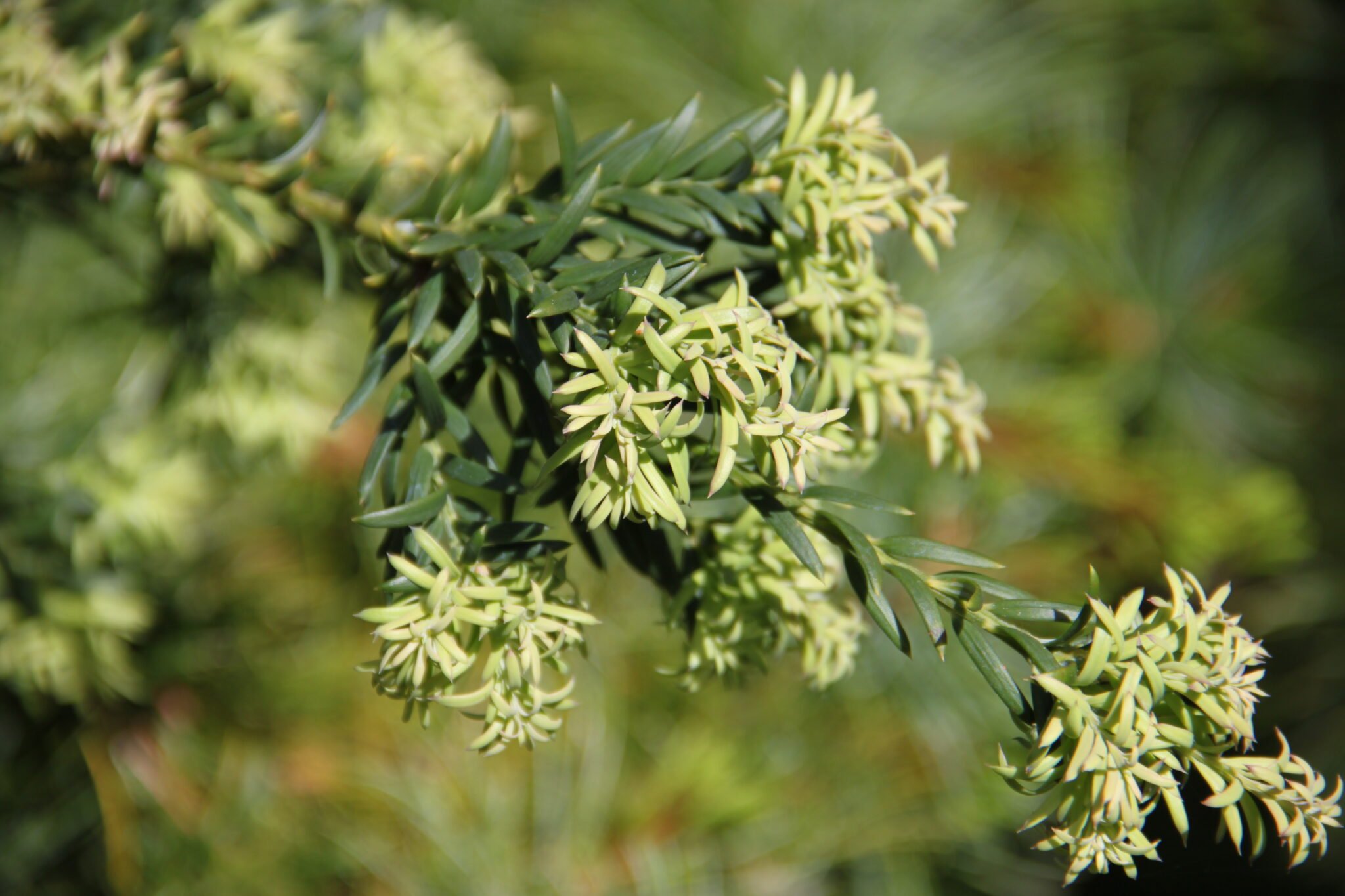 Pacific Horticulture | The Native Flora of Chile in The Traveler’s ...