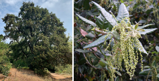 Pacific Horticulture | Quercus! The Genus and Genius of Oaks with ...