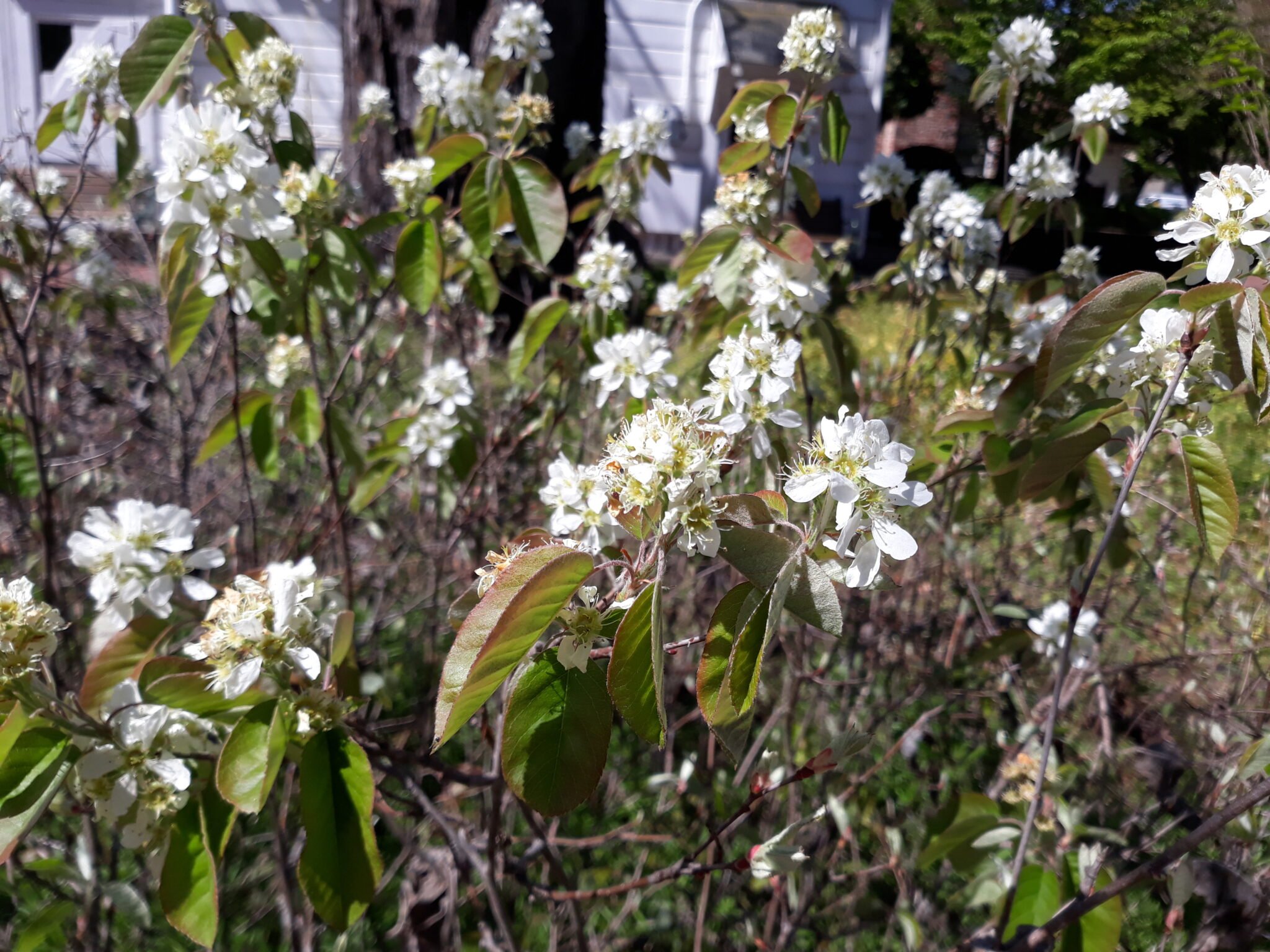 Pacific Horticulture | How and Why to Grow Your Own Fruit