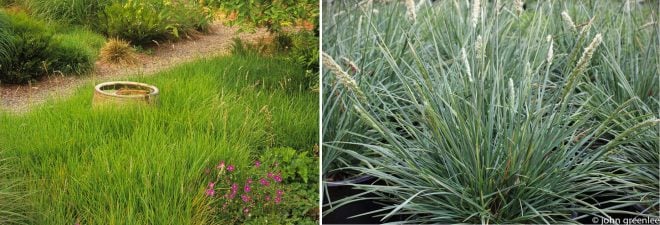 Pacific Horticulture | Seslerias: Versatile Groundcover Meadow Grasses