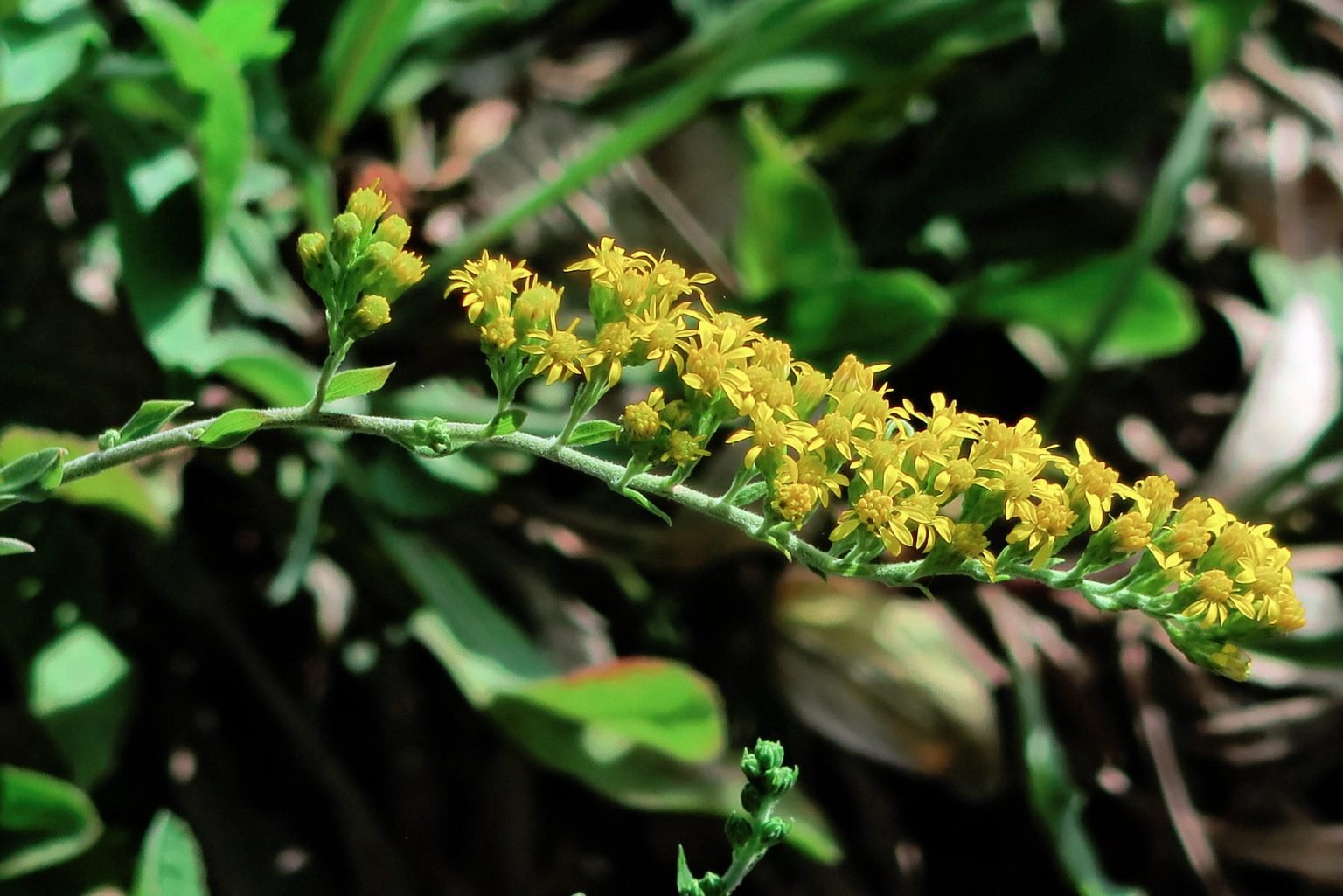 Pacific Horticulture | Your Keystone Plant Matrix with Garden Futurist ...