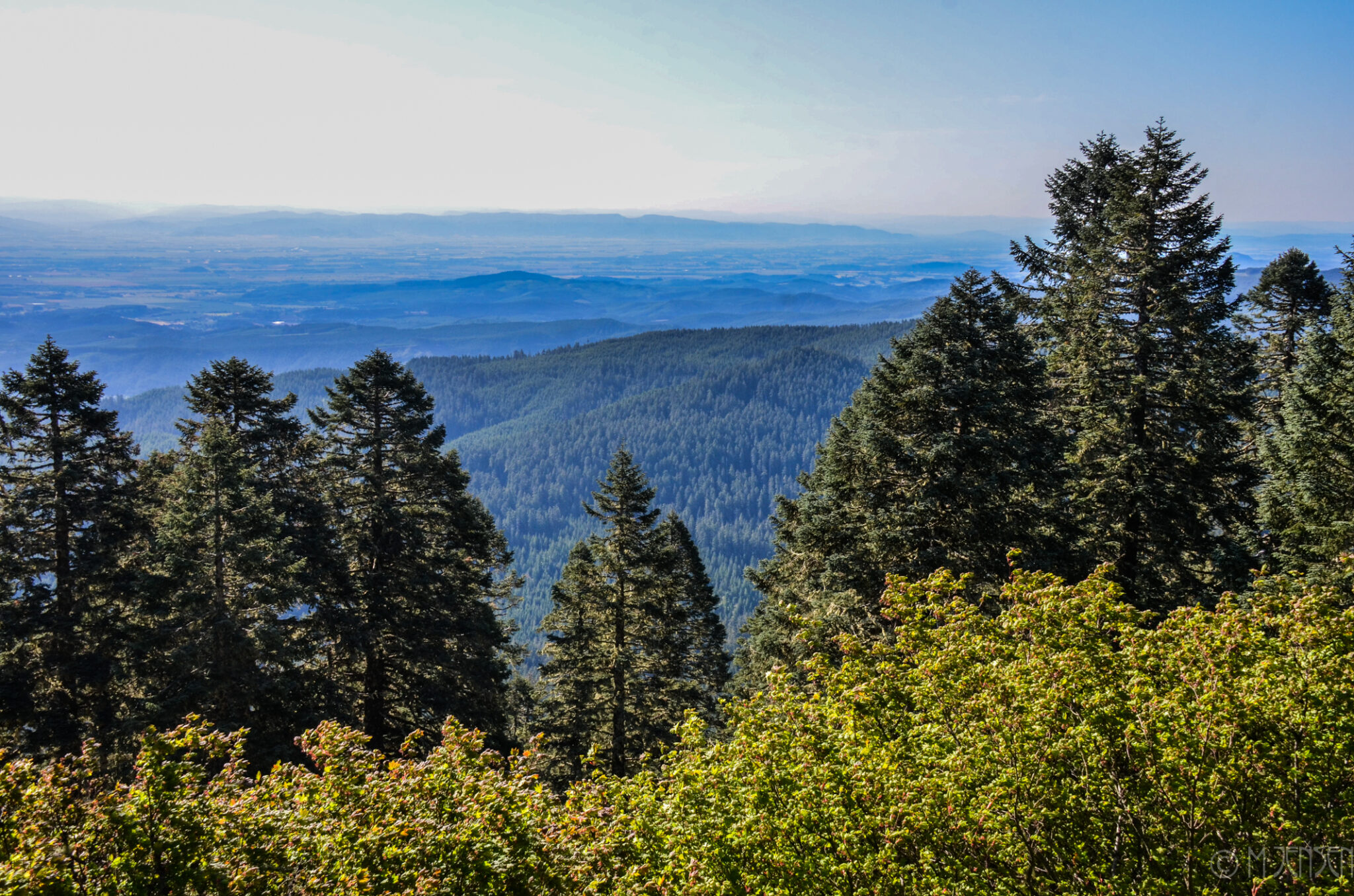 Pacific Horticulture | Witch Hazel: Queen of Winter