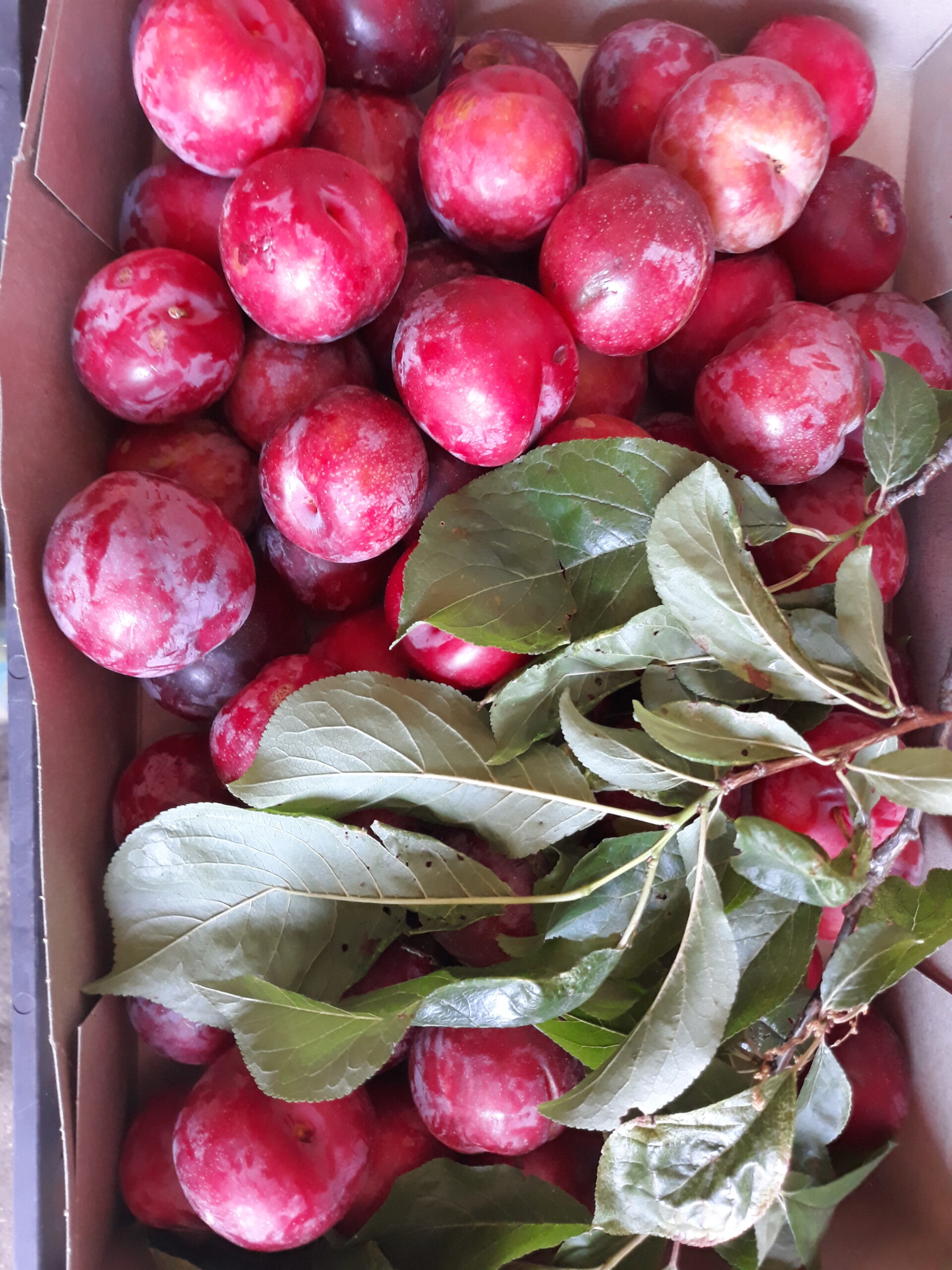 Pacific Horticulture | You're About to Want to Grow a Fruit Tree with ...