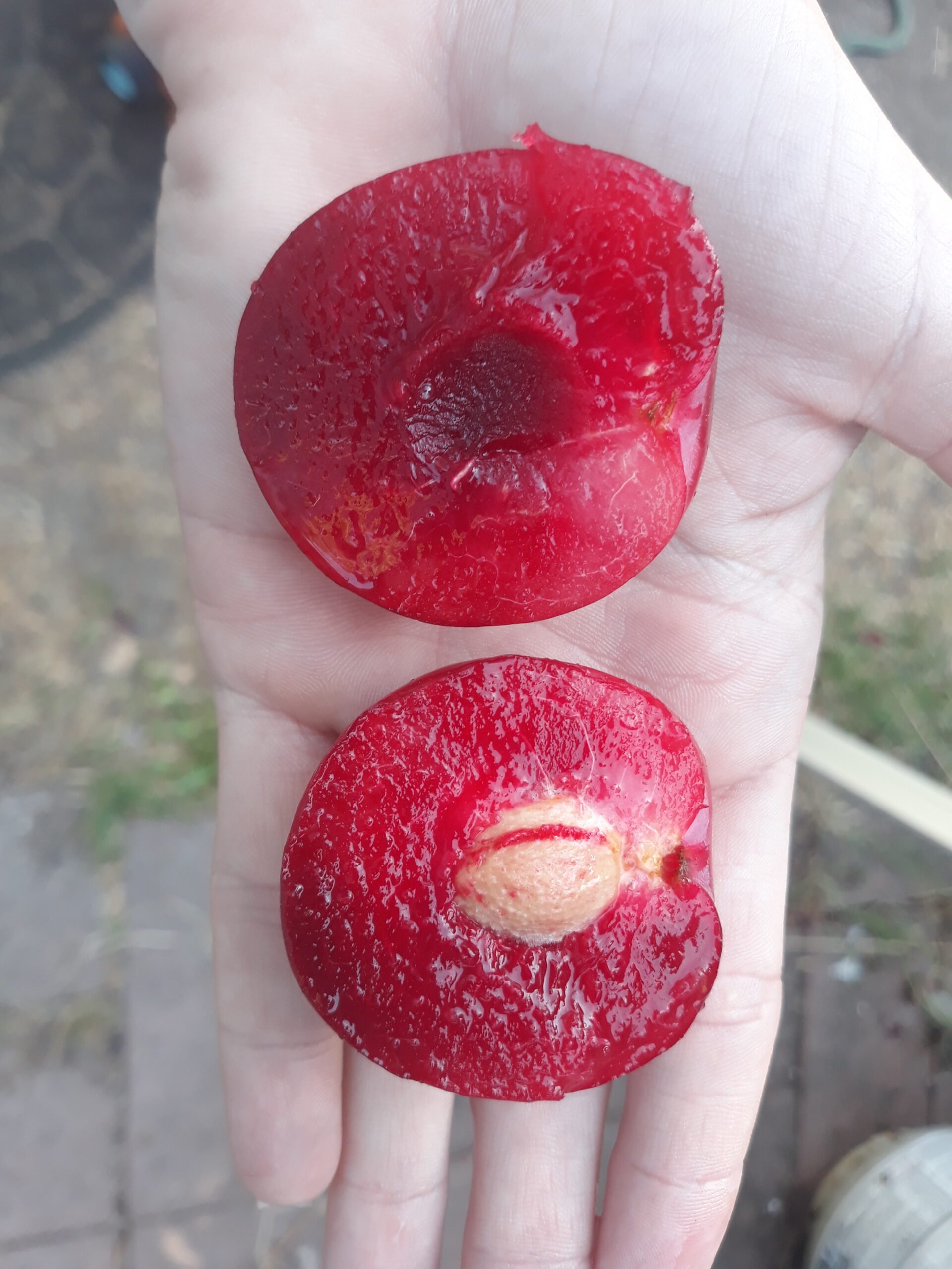 Pacific Horticulture | You're About to Want to Grow a Fruit Tree with ...