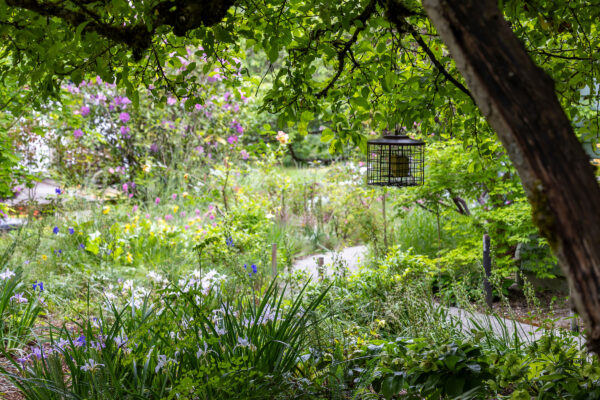 Pacific Horticulture | Natural Beauties: Two Seattle Award-winners ...