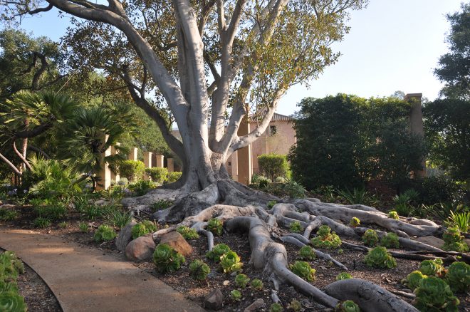 Pacific Horticulture | Lockwood de Forest III