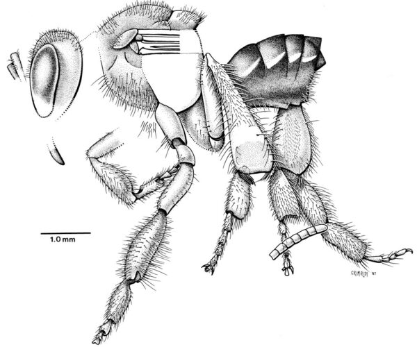 Pacific Horticulture | What a Bee Knows and Why it Matters with Garden ...