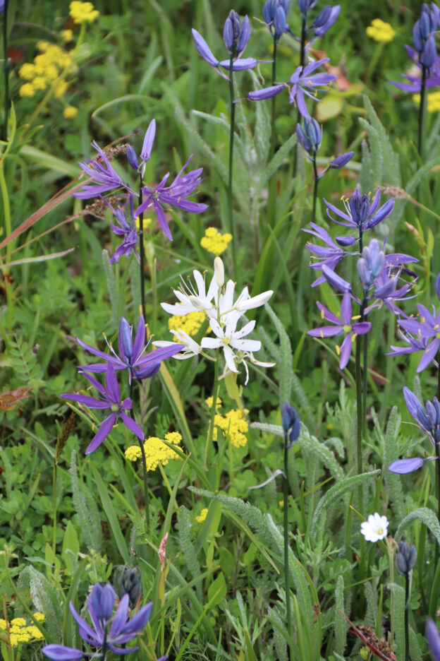 Pacific Horticulture | Plant of the Month: Camas