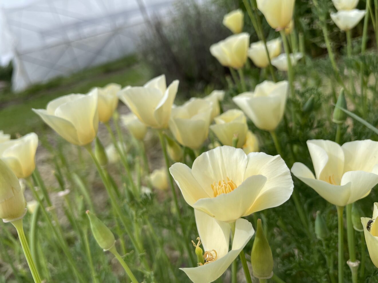 Pacific Horticulture | Lab Report: Meet the Garden Ecology Lab