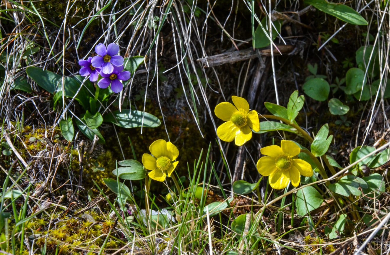 Pacific Horticulture | How the Genus Primula Connected Three ...