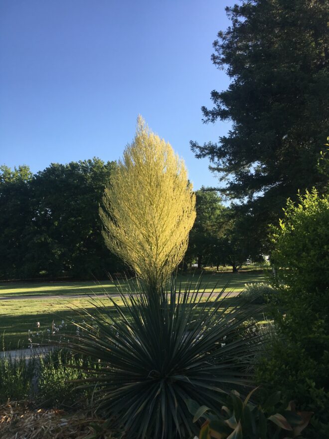 Emily Griswold - Pacific Horticulture