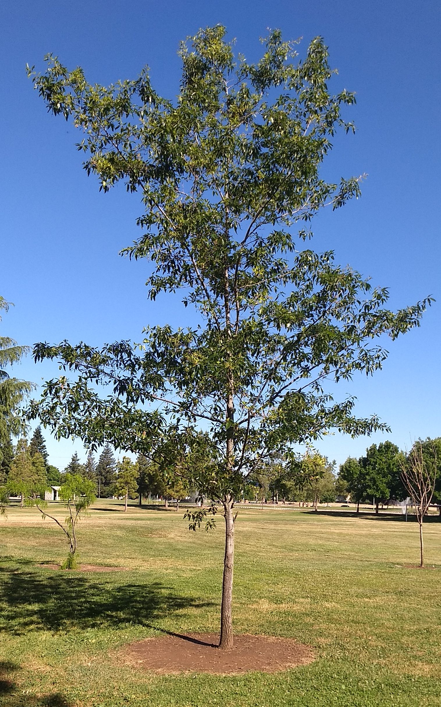 Pacific Horticulture | Readying Urban Forests for Climate Realities ...