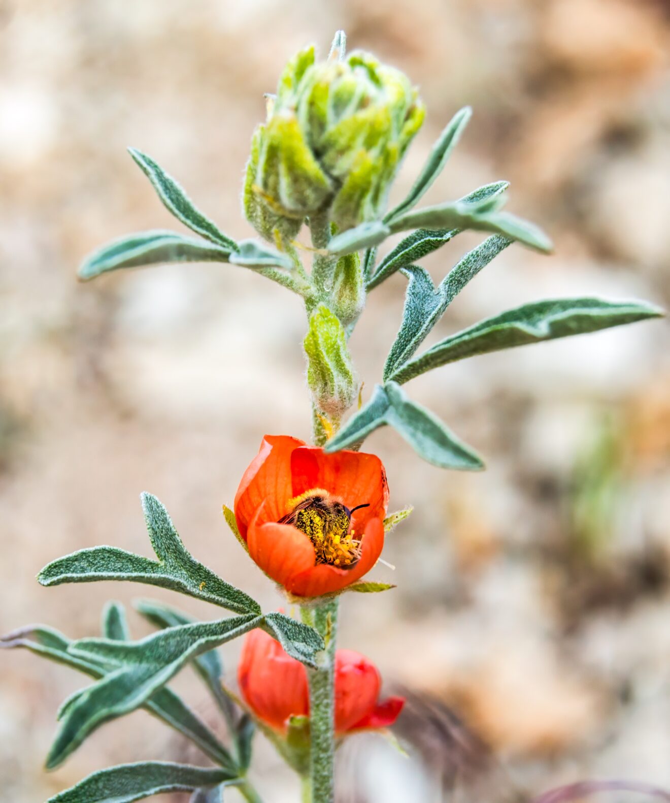 Pacific Horticulture | Do Plants Sleep? Botany By Moonlight