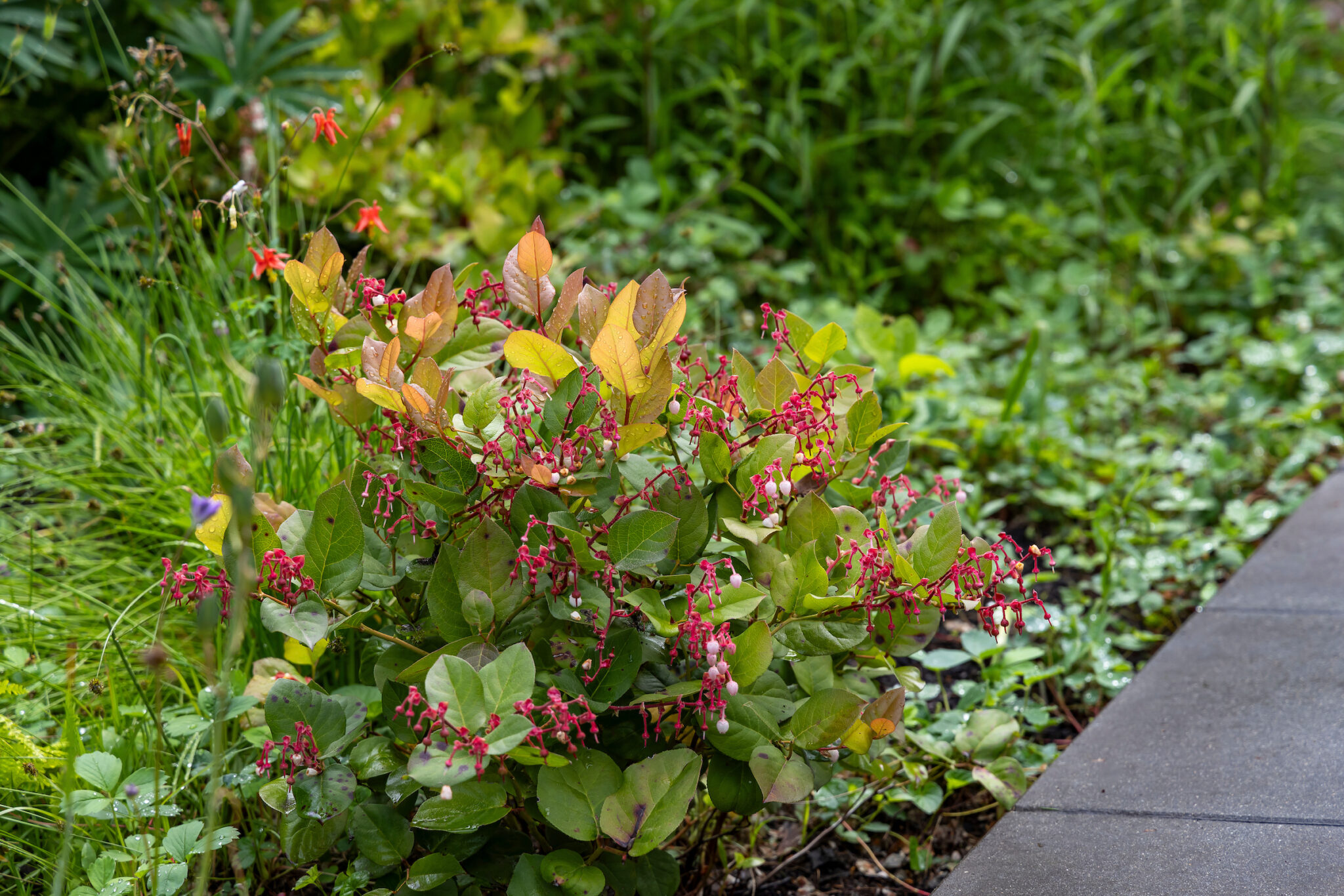 Pacific Horticulture | Natural Beauties: Two Seattle Award-winners ...