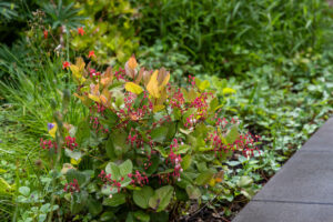 Pacific Horticulture | Natural Beauties: Two Seattle Award-winners ...