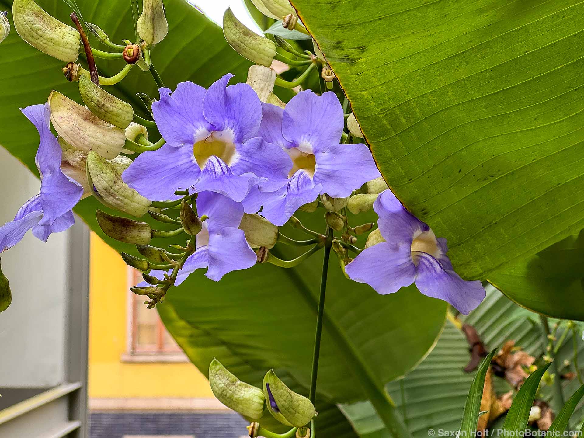 Pacific Horticulture | Camera Phones are Cameras: Flower Point of View