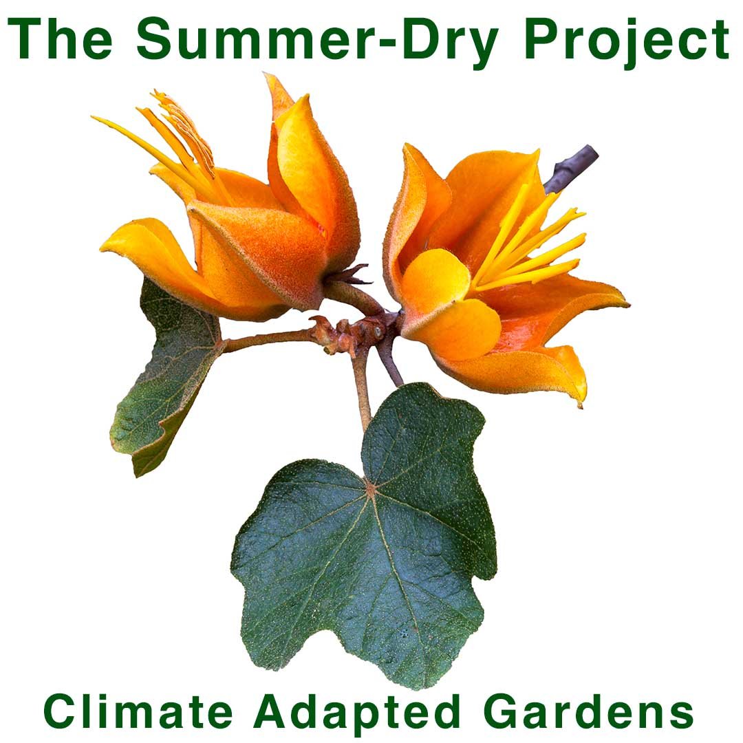 Pacific Horticulture | Wonderment of the Monterey Cypress - A Plant ...