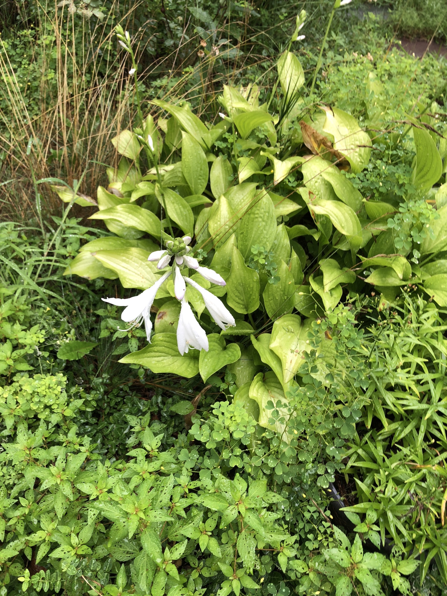 Pacific Horticulture | Grazing on the Landscape