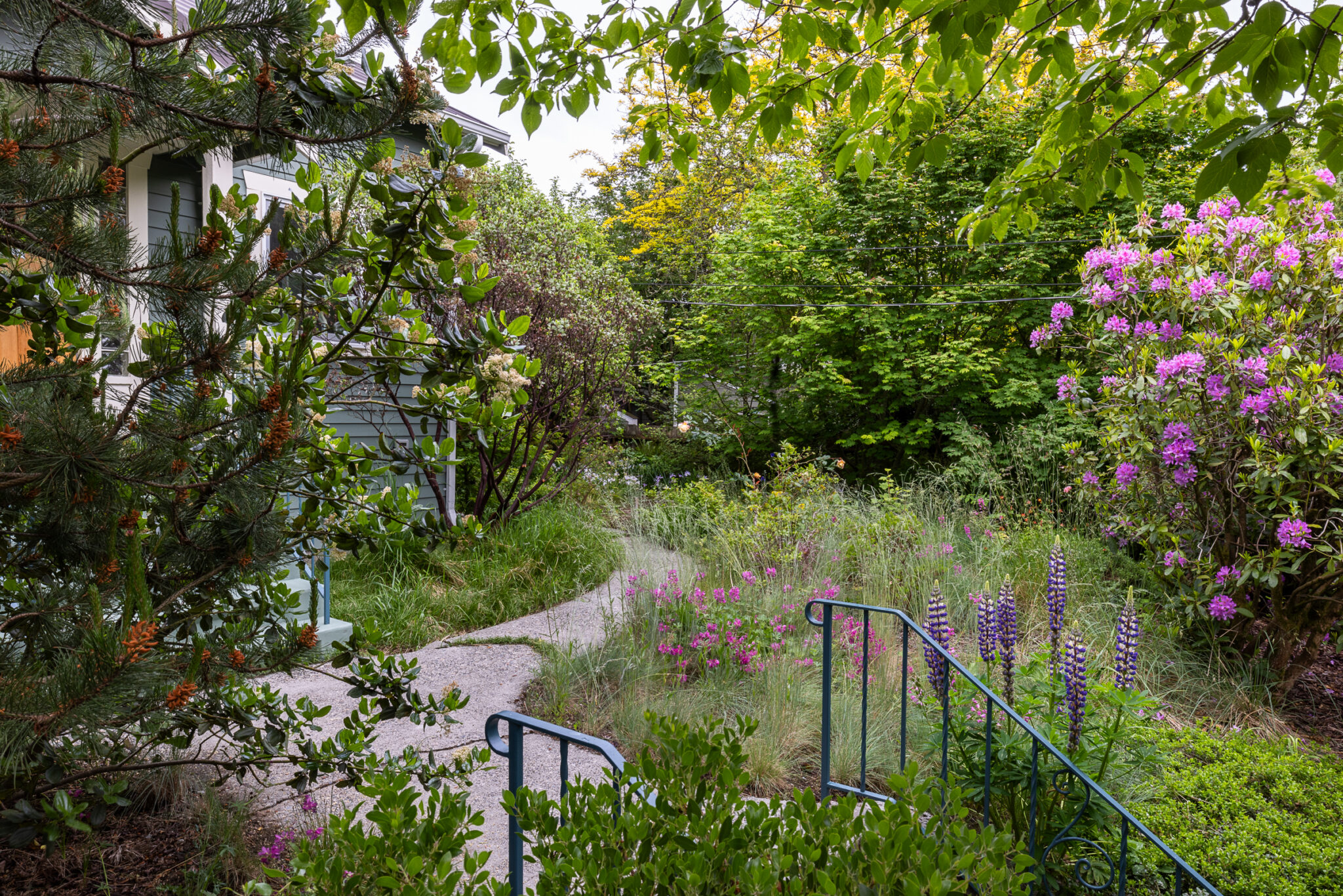Pacific Horticulture | Natural Beauties: Two Seattle Award-winners ...