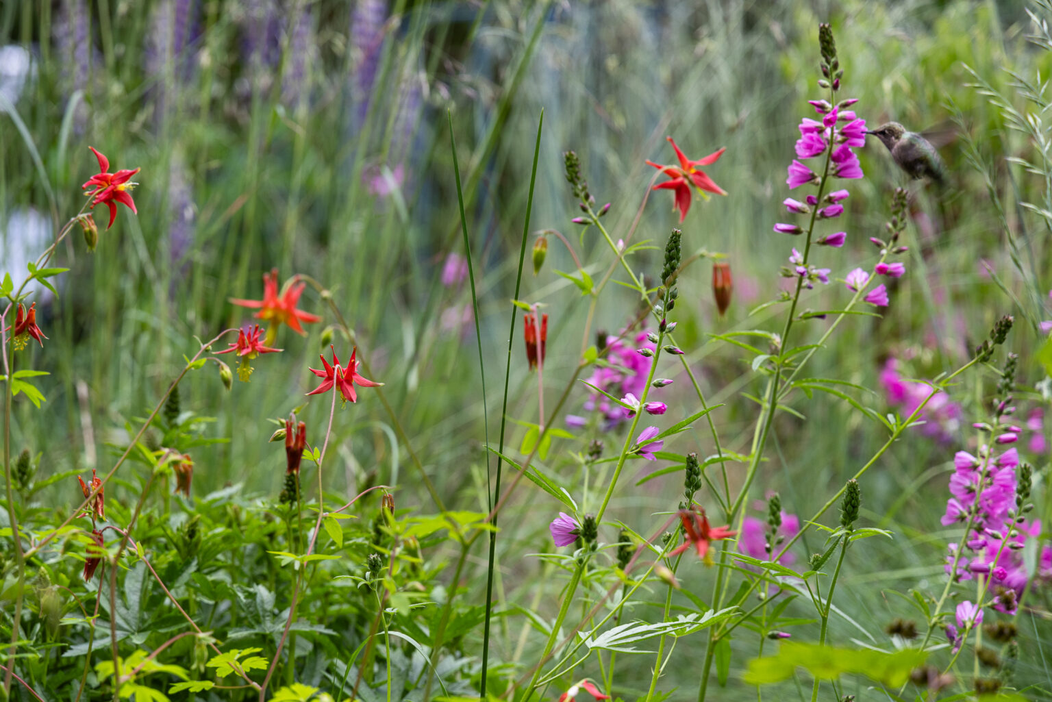 Pacific Horticulture | California Native Ferns