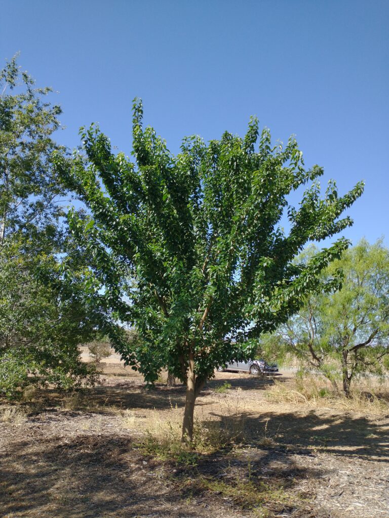 Pacific Horticulture | Readying Urban Forests for Climate Realities ...