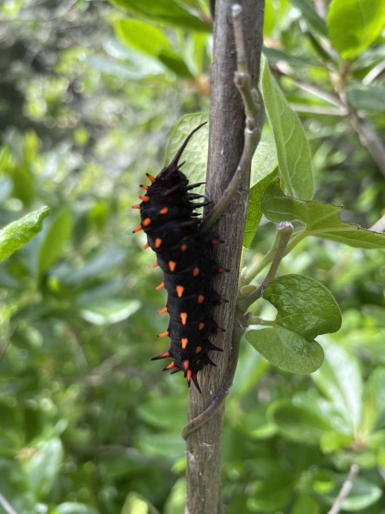 Pacific Horticulture | Your Keystone Plant Matrix with Garden Futurist ...