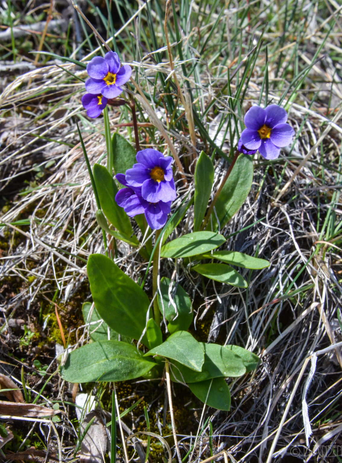Pacific Horticulture | How the Genus Primula Connected Three ...