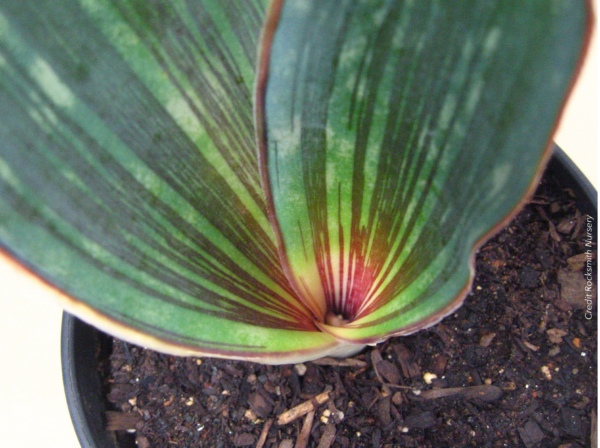 Pacific Horticulture | The Silver Tree