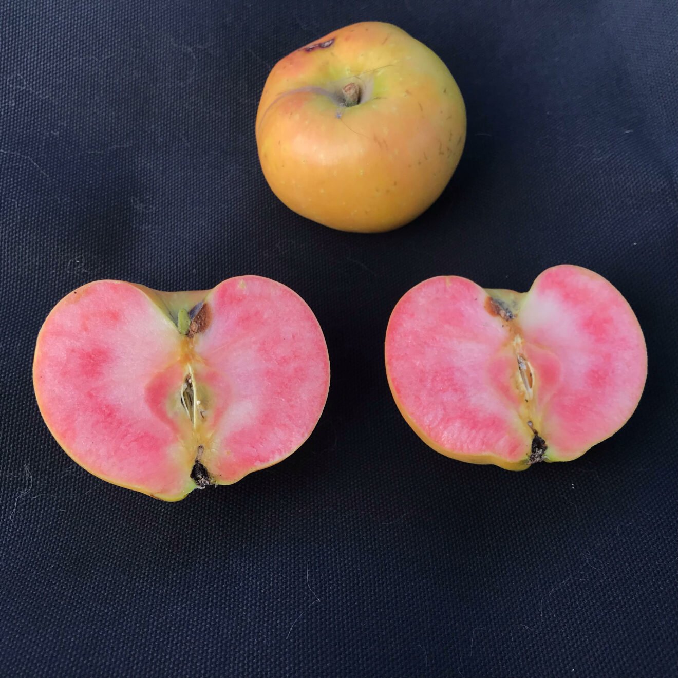 Pacific Horticulture | Solving the Mystery of the Lost Apples with ...